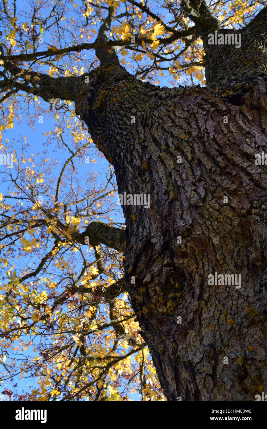 old big maple tree trunk with golden autumn leaves Stock Photo - Alamy