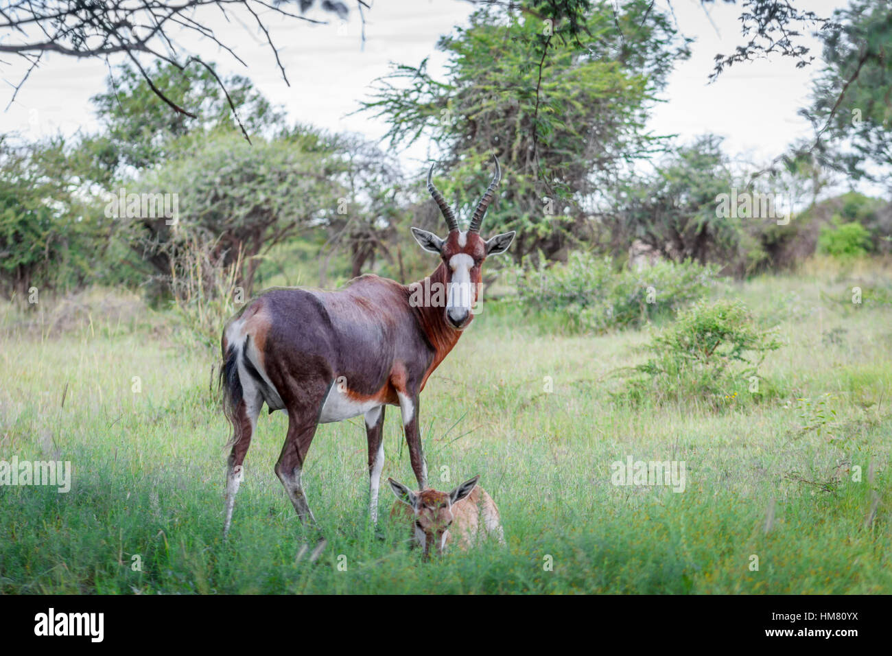 Bontebok damaliscus pygargus calf hi-res stock photography and images ...