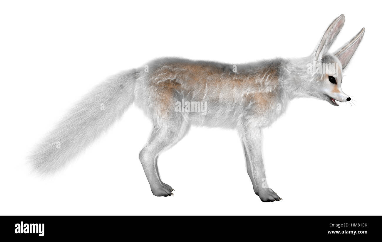 3D rendering of a fennec fox isolated on white background Stock Photo ...
