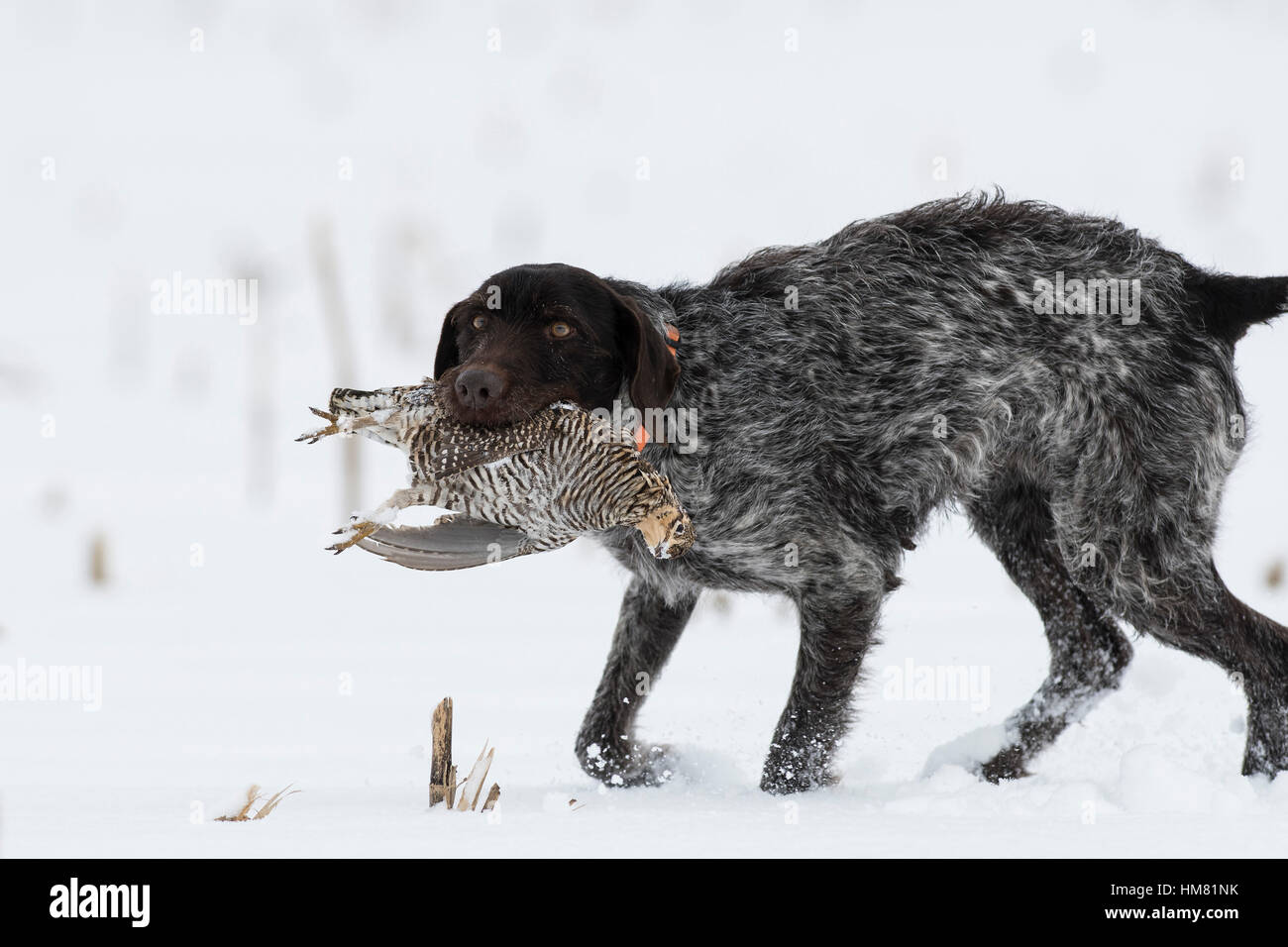 A hunting dog with a Greater Prairie Chicken Stock Photo - Alamy