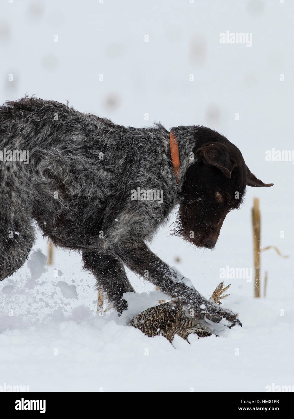 A hunting dog with a Greater Prairie Chicken Stock Photo - Alamy