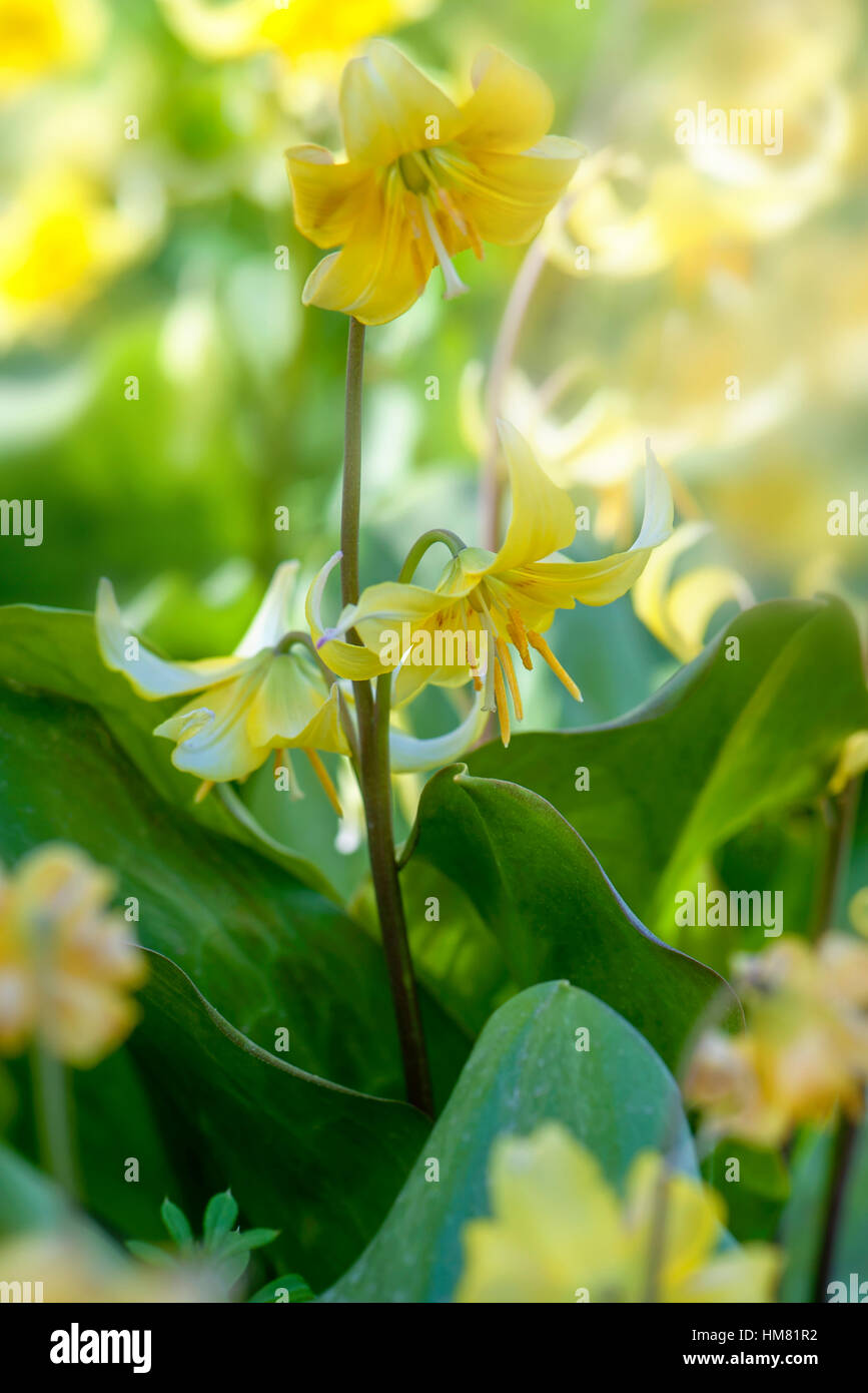 Close-up image of the delicate spring flowering yellow Dog's tooth ...