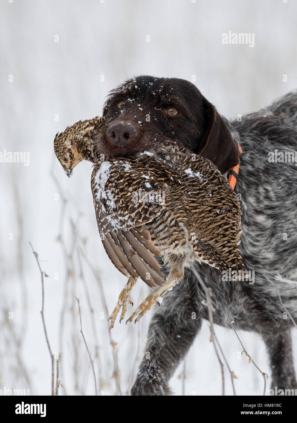 A hunting dog with a Greater Prairie Chicken Stock Photo - Alamy