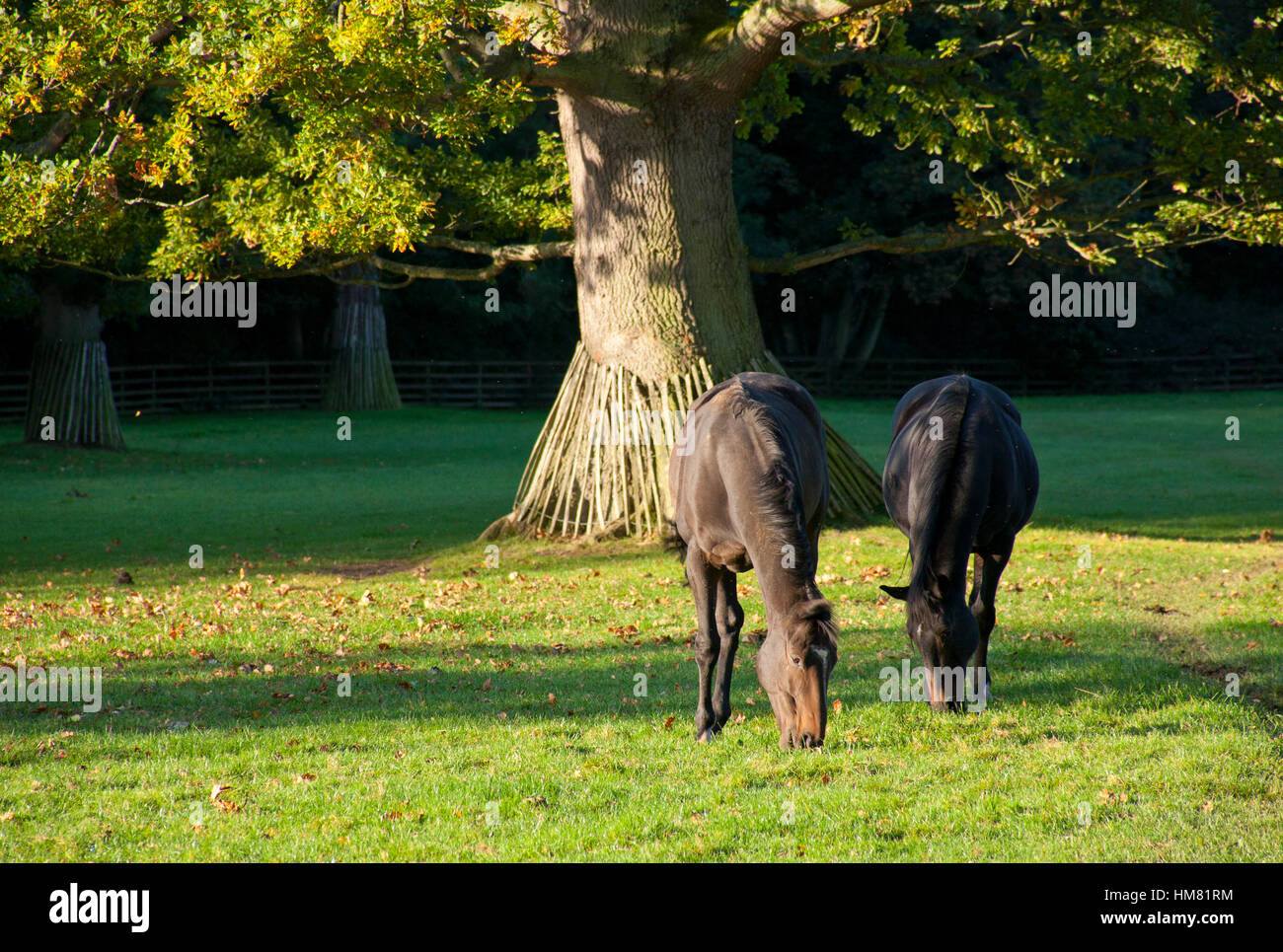 Two legged horse hi-res stock photography and images - Alamy