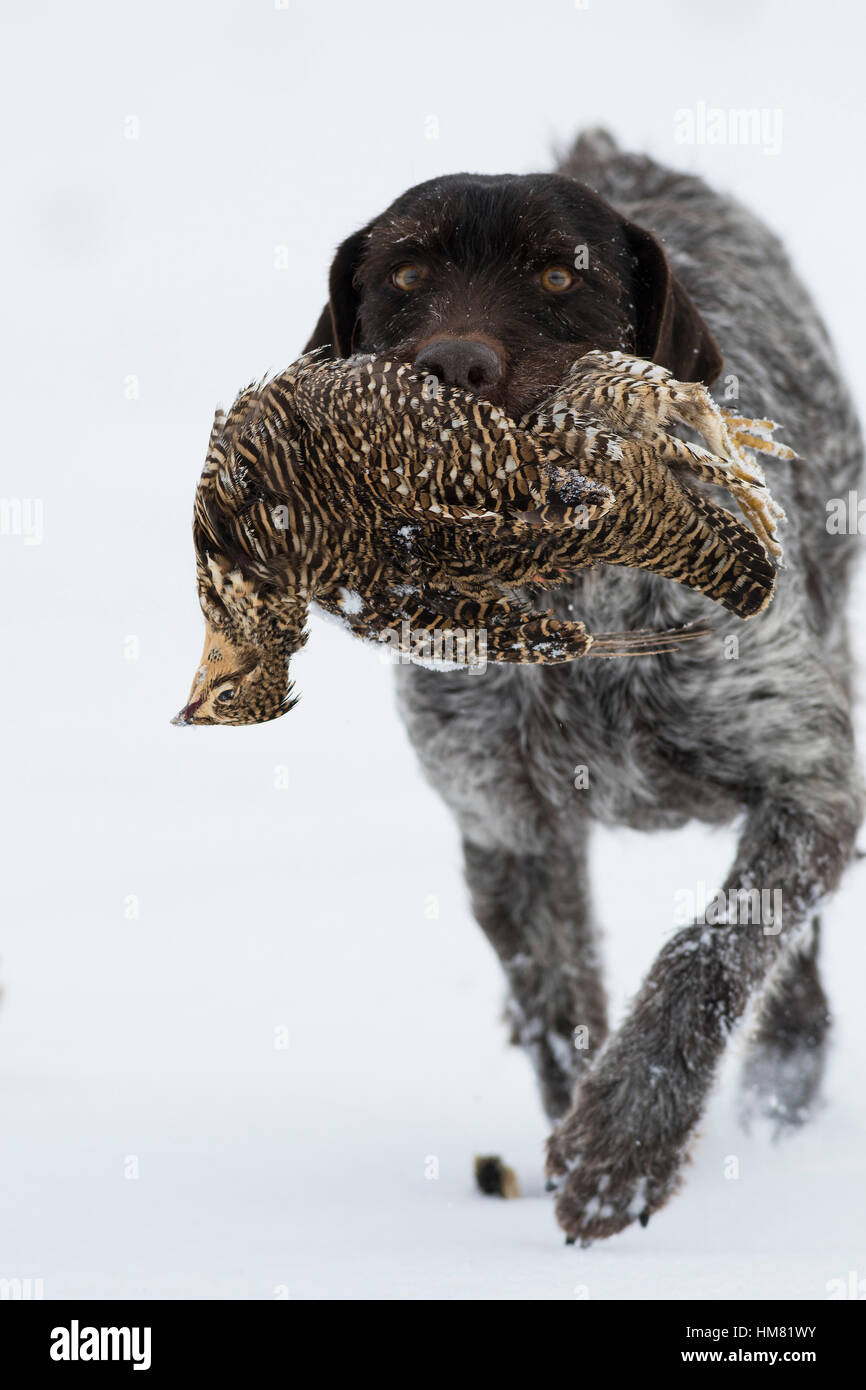 A hunting dog with a Greater Prairie Chicken Stock Photo - Alamy