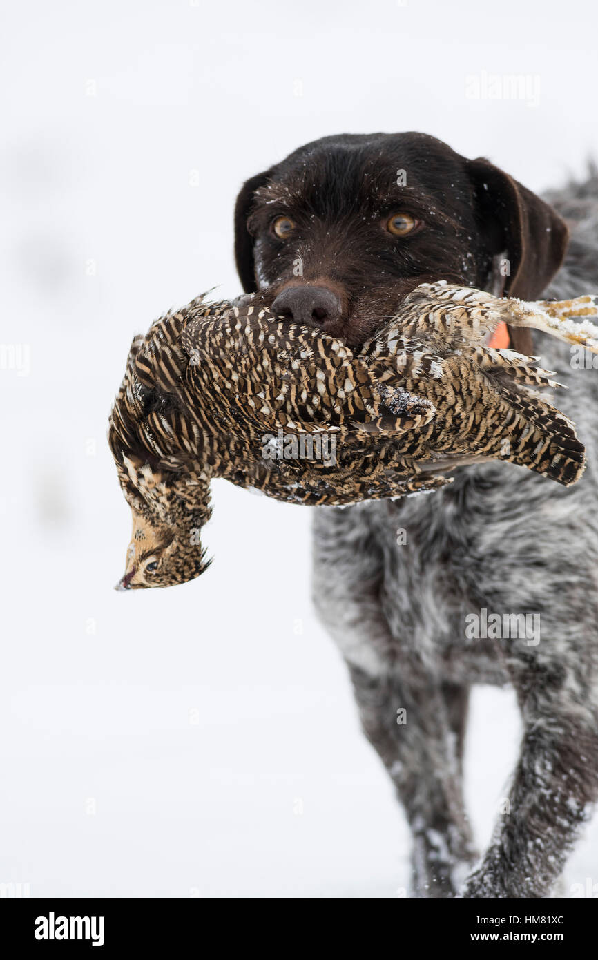 A hunting dog with a Greater Prairie Chicken Stock Photo - Alamy