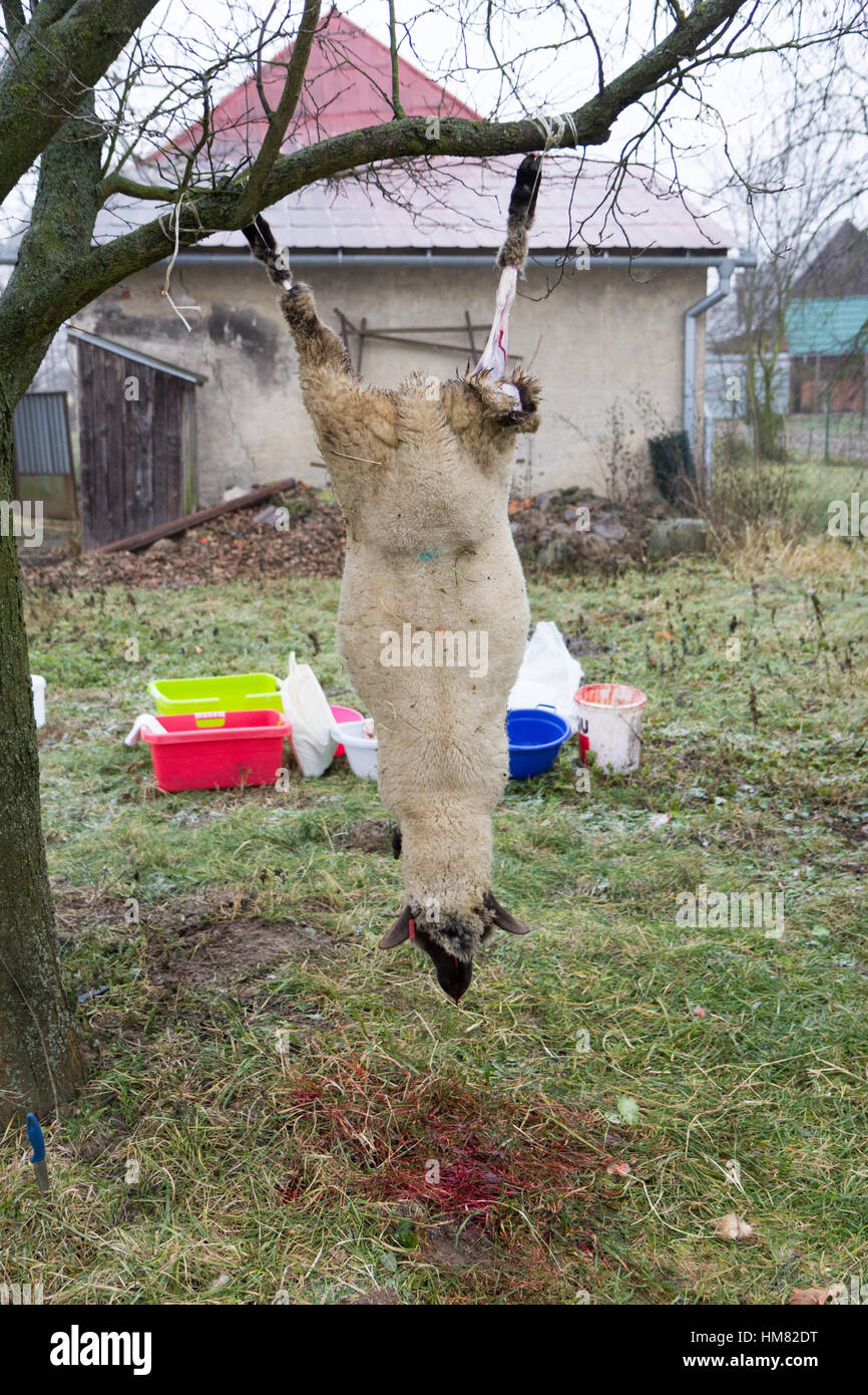Skinning Sheep High Resolution Stock Photography and Images - Alamy