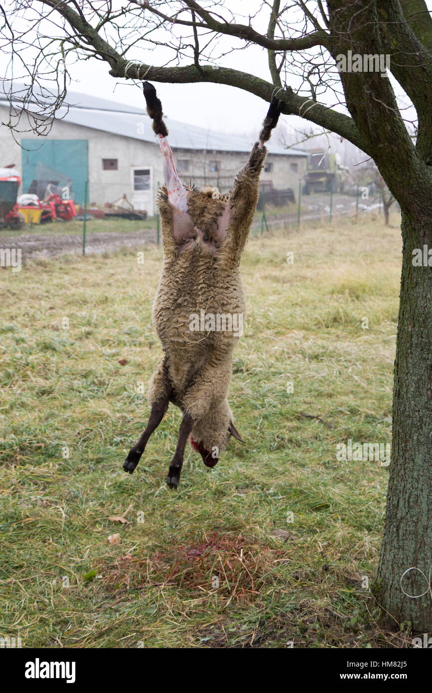 Skinning Sheep High Resolution Stock Photography and Images - Alamy