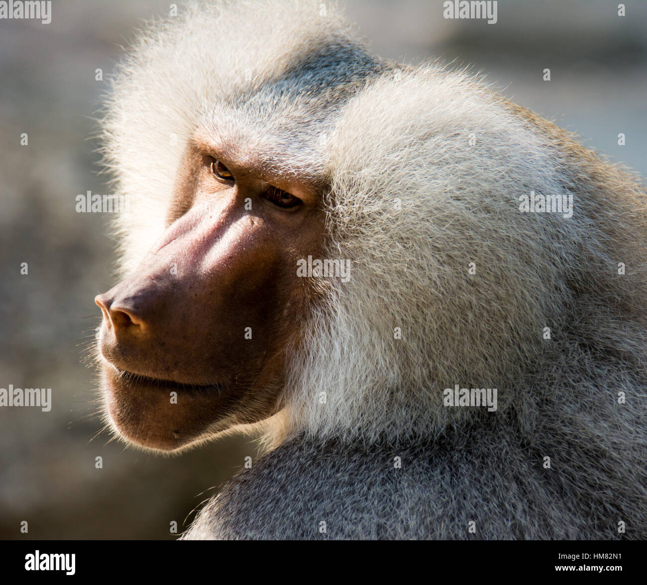 Baboon head hi-res stock photography and images - Alamy