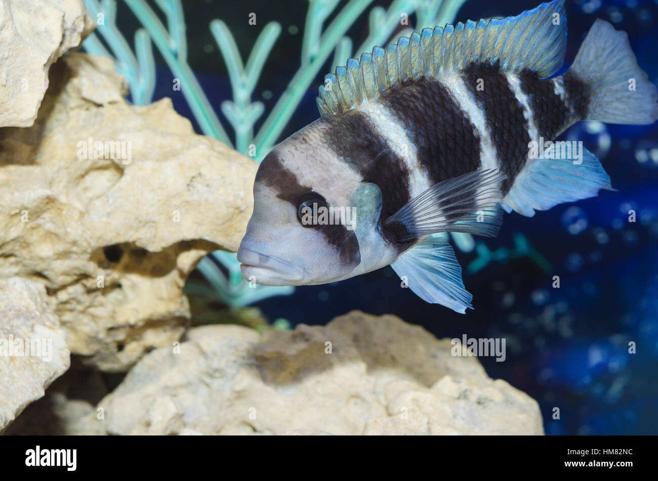 Beautiful gray striped fish in the aquarium, rocks and algae. Selective ...