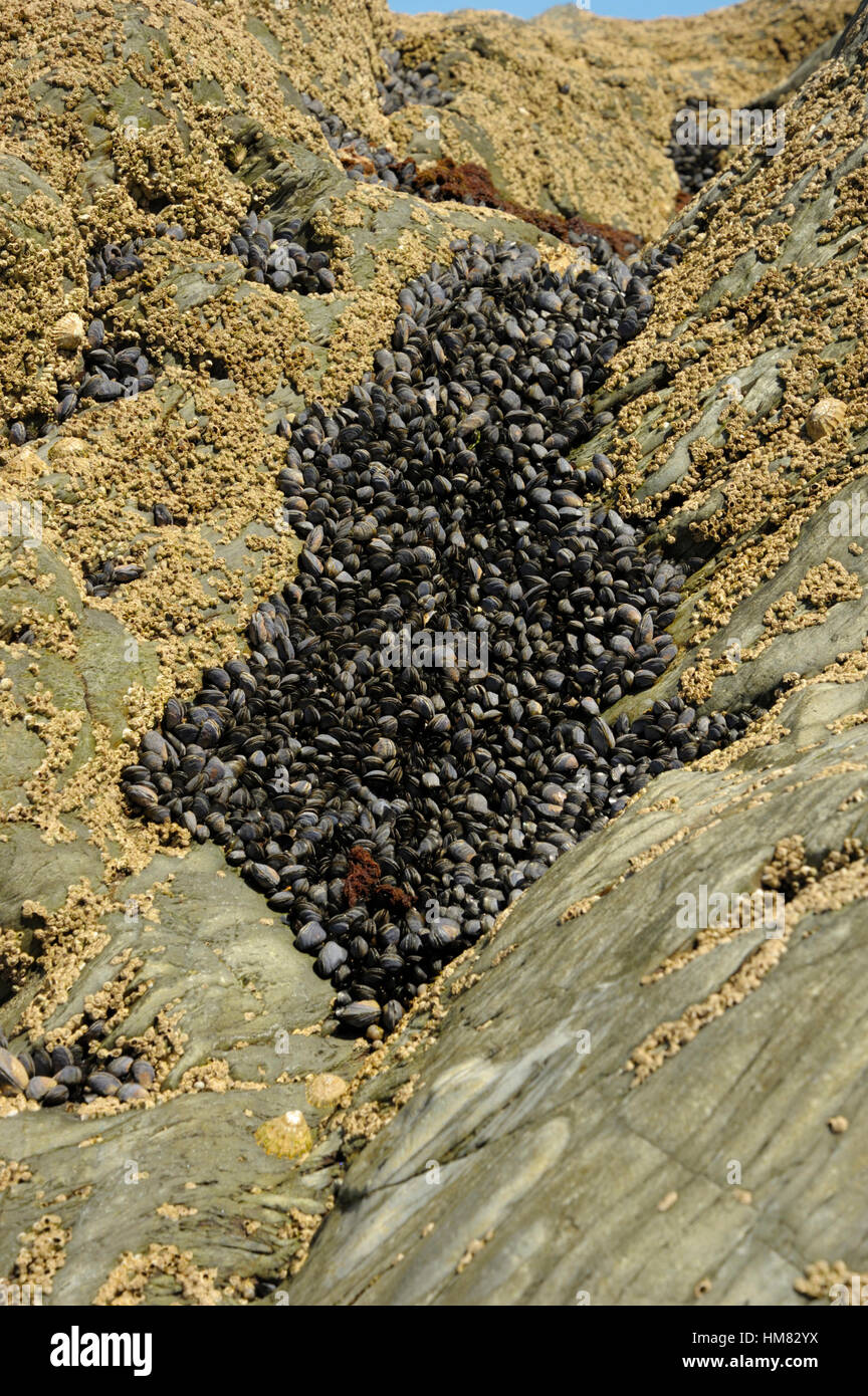 Molluscs on rock hi-res stock photography and images - Alamy