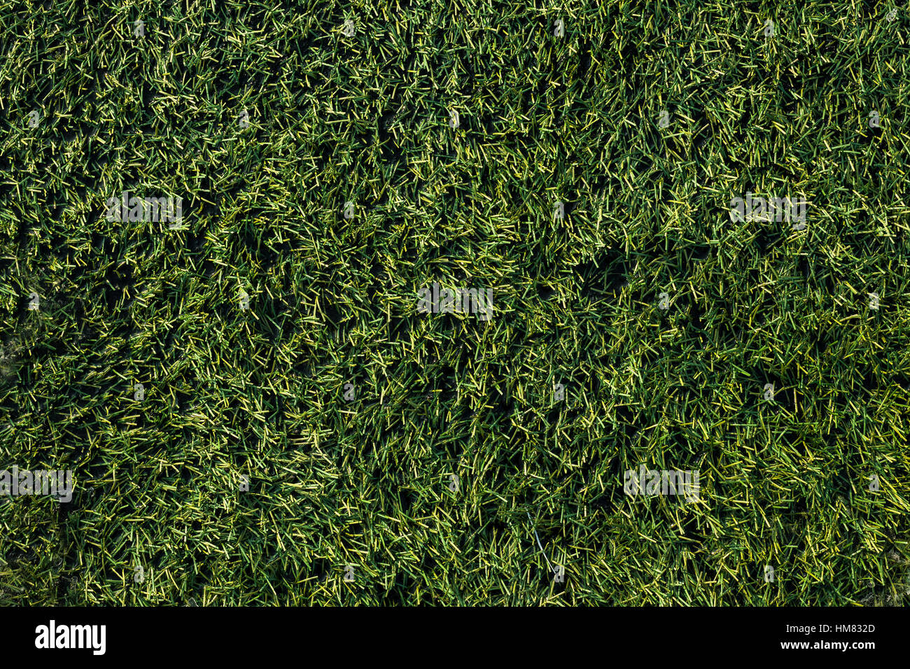 Details of a football grass, closeup view on texture Stock Photo - Alamy