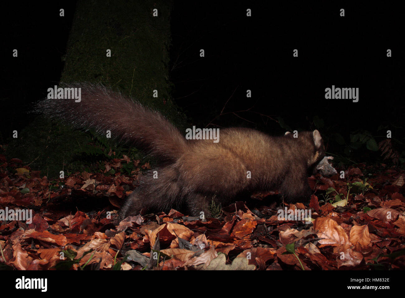 Rat photographs hi-res stock photography and images - Alamy