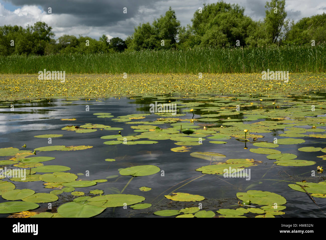 Yellow Water-lily, Nuphar lutea and Fringed Water-lily, Nymphoides ...