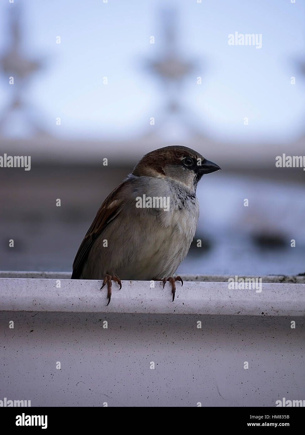 House Sparrow in it habitat Stock Photo - Alamy