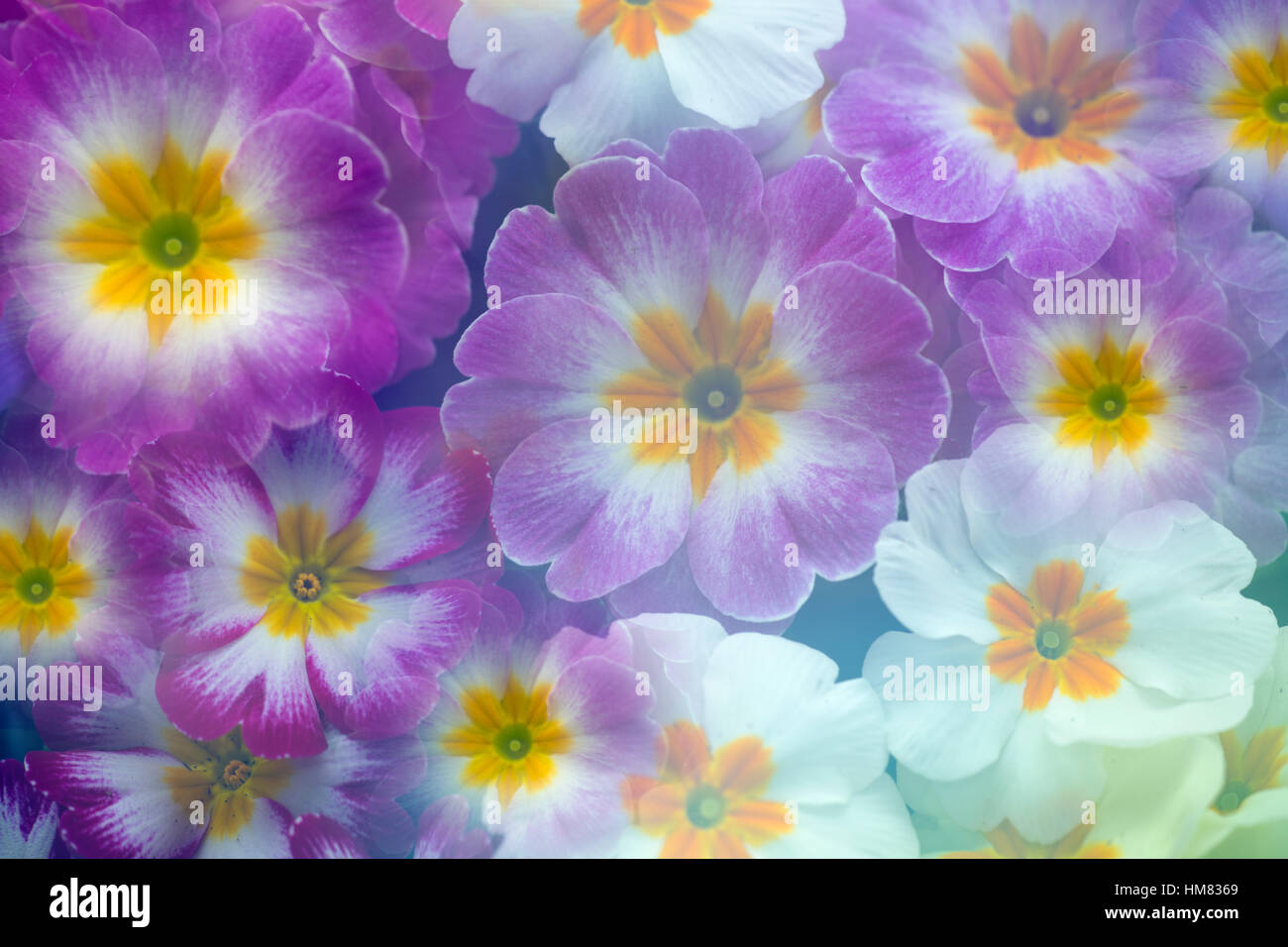 Spring Primroses photographed using multi exposures Stock Photo - Alamy