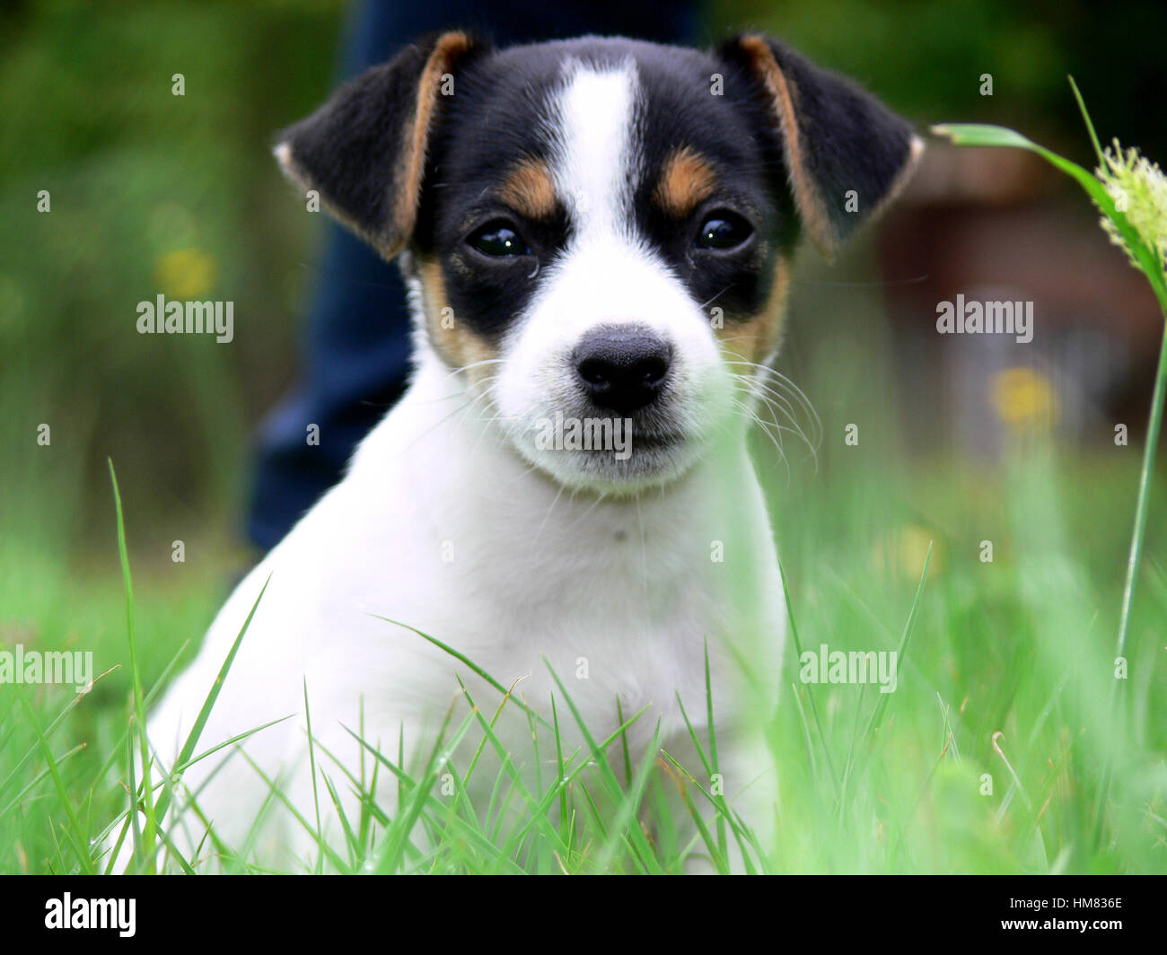 Cutie Pie High Resolution Stock Photography and Images - Alamy