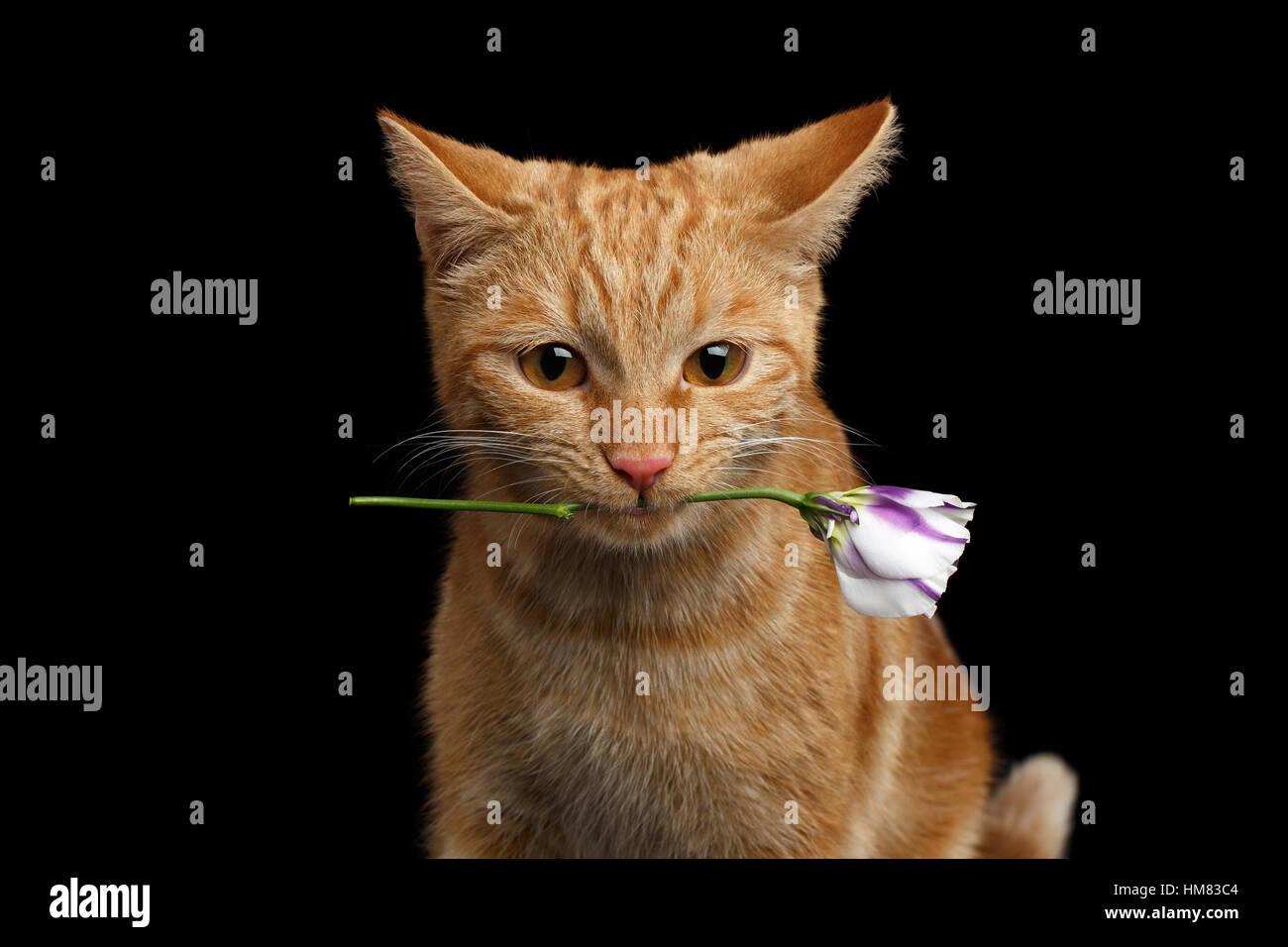 Cat with red rose hi-res stock photography and images - Alamy