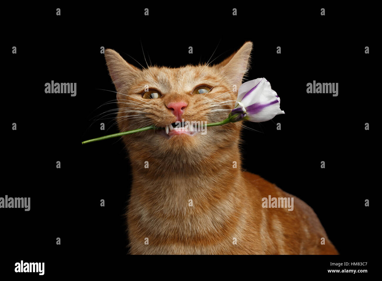 Cat with rose hi-res stock photography and images - Alamy