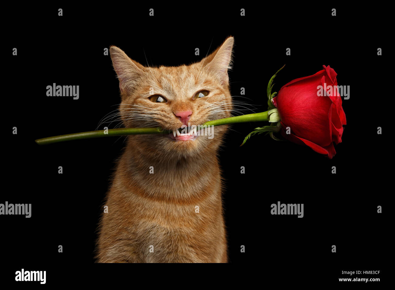 Cat with rose hi-res stock photography and images - Alamy