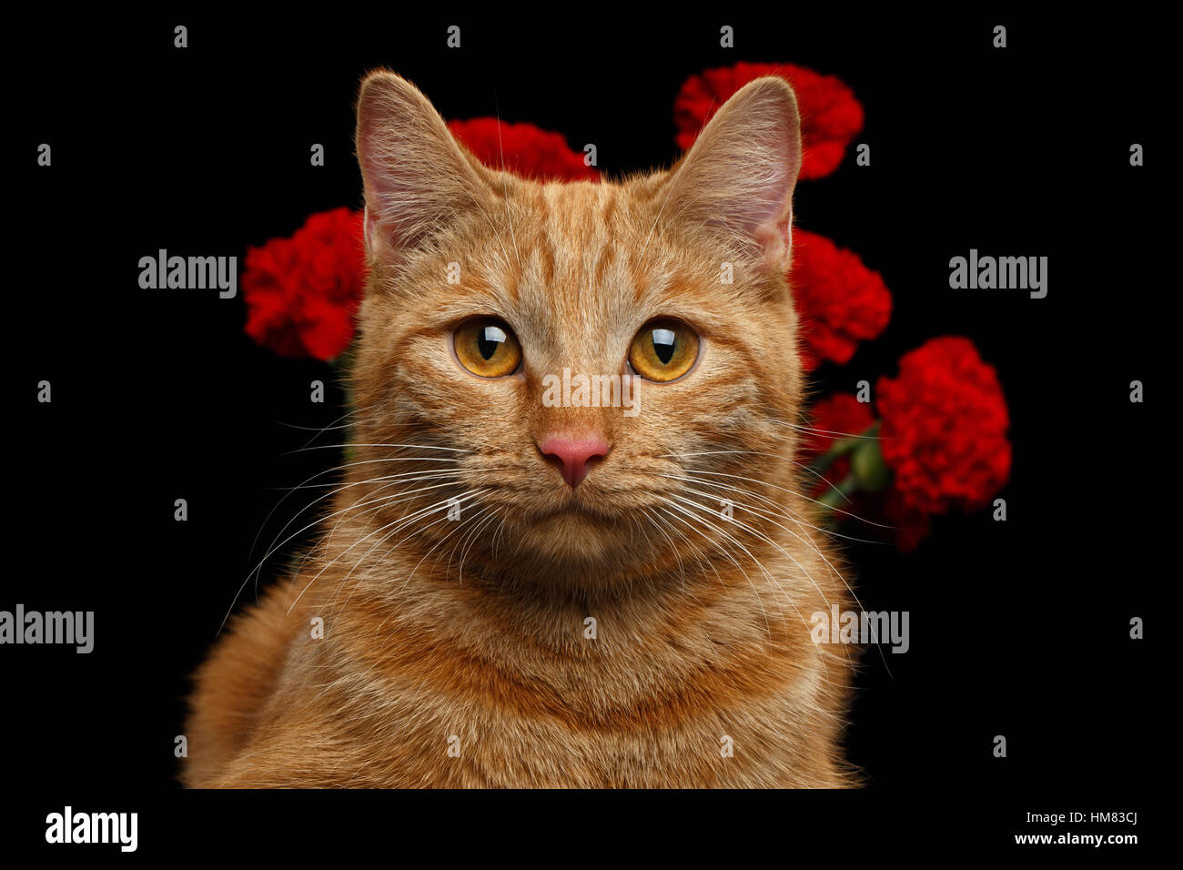 Portrait of ginger cat brought rose as a gift Stock Photo - Alamy