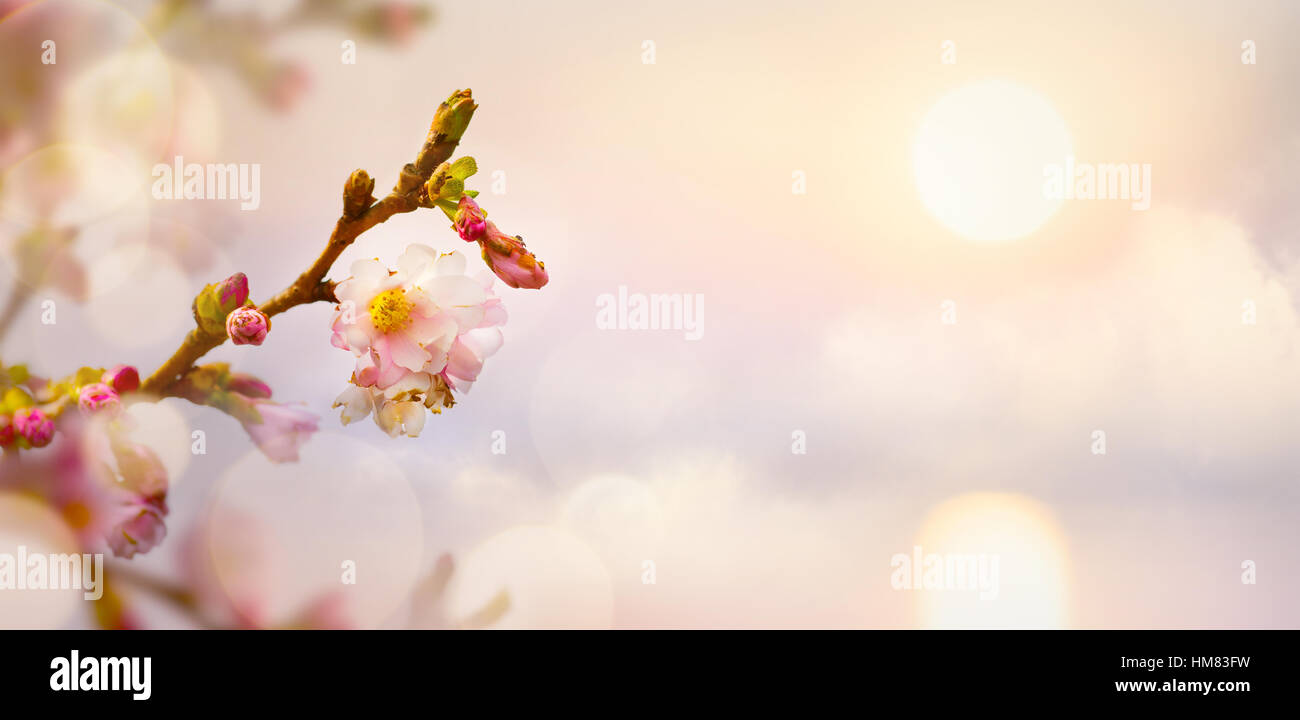 Spring flower background; Easter landscape Stock Photo - Alamy