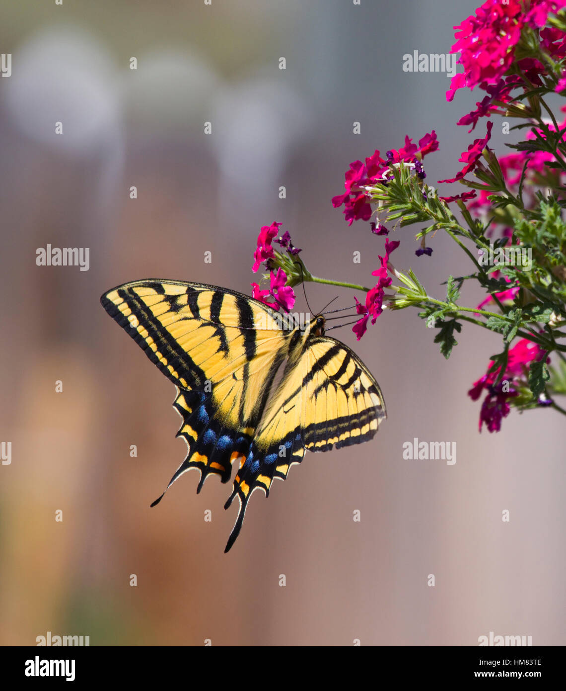 Brilliant butterfly hi-res stock photography and images - Alamy
