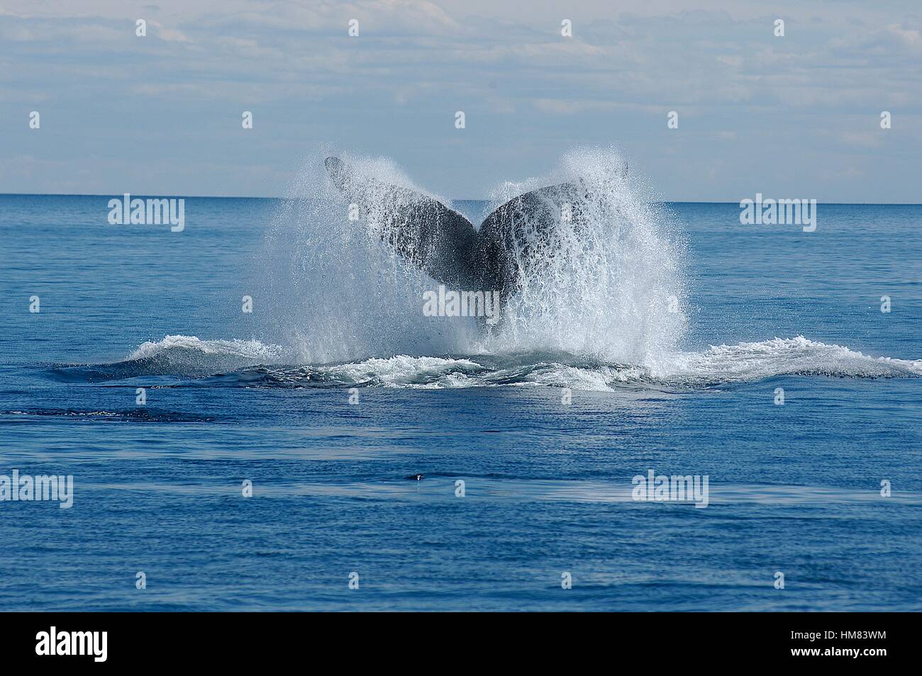 The Valdes Peninsula (Spanish Peni?nsula Valde?s), UNESCO World ...