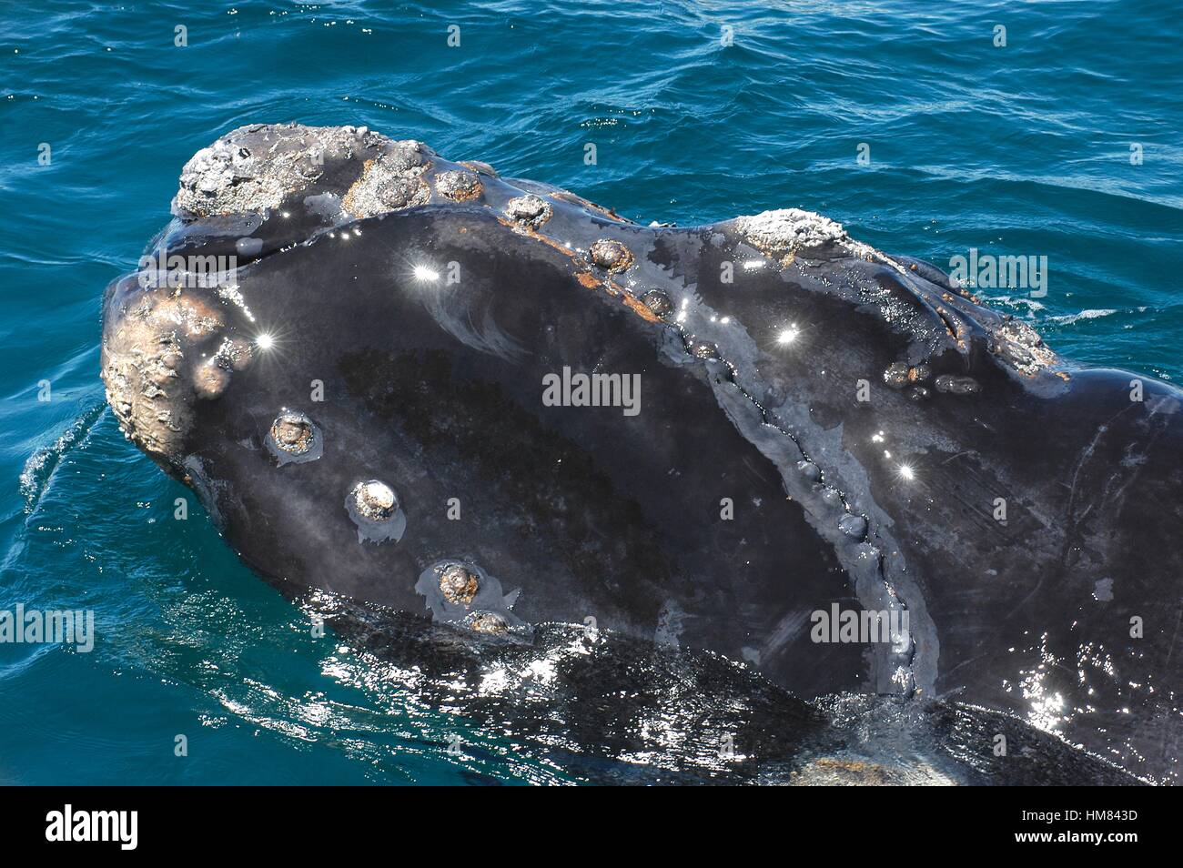 The Valdes Peninsula (Spanish Peni?nsula Valde?s), UNESCO World ...