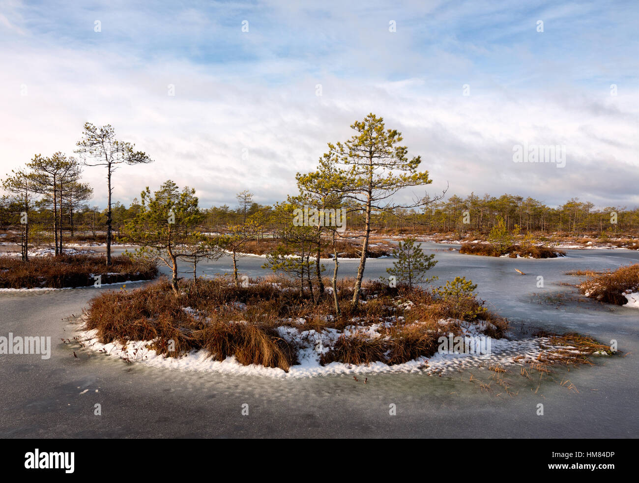Winter bog islands Stock Photo - Alamy