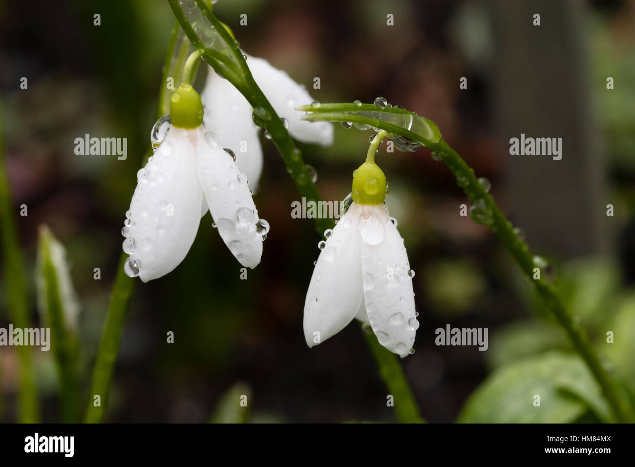 Rain wet, delicate white flowers of the species snowdrop, Galanthus ...