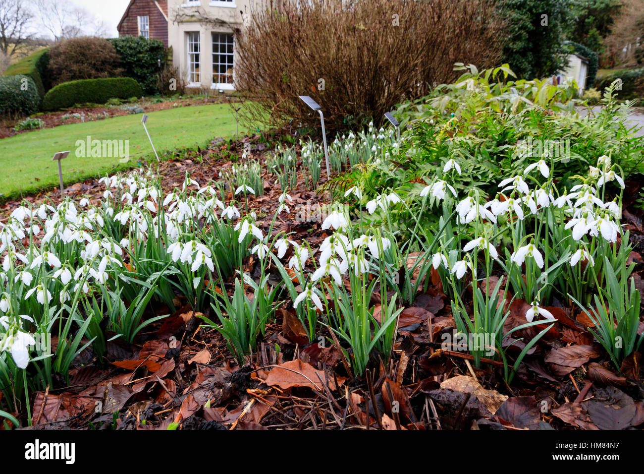 Massed display of the giant snowdrop, Galanthus elwesii 'Ivy Cottage ...