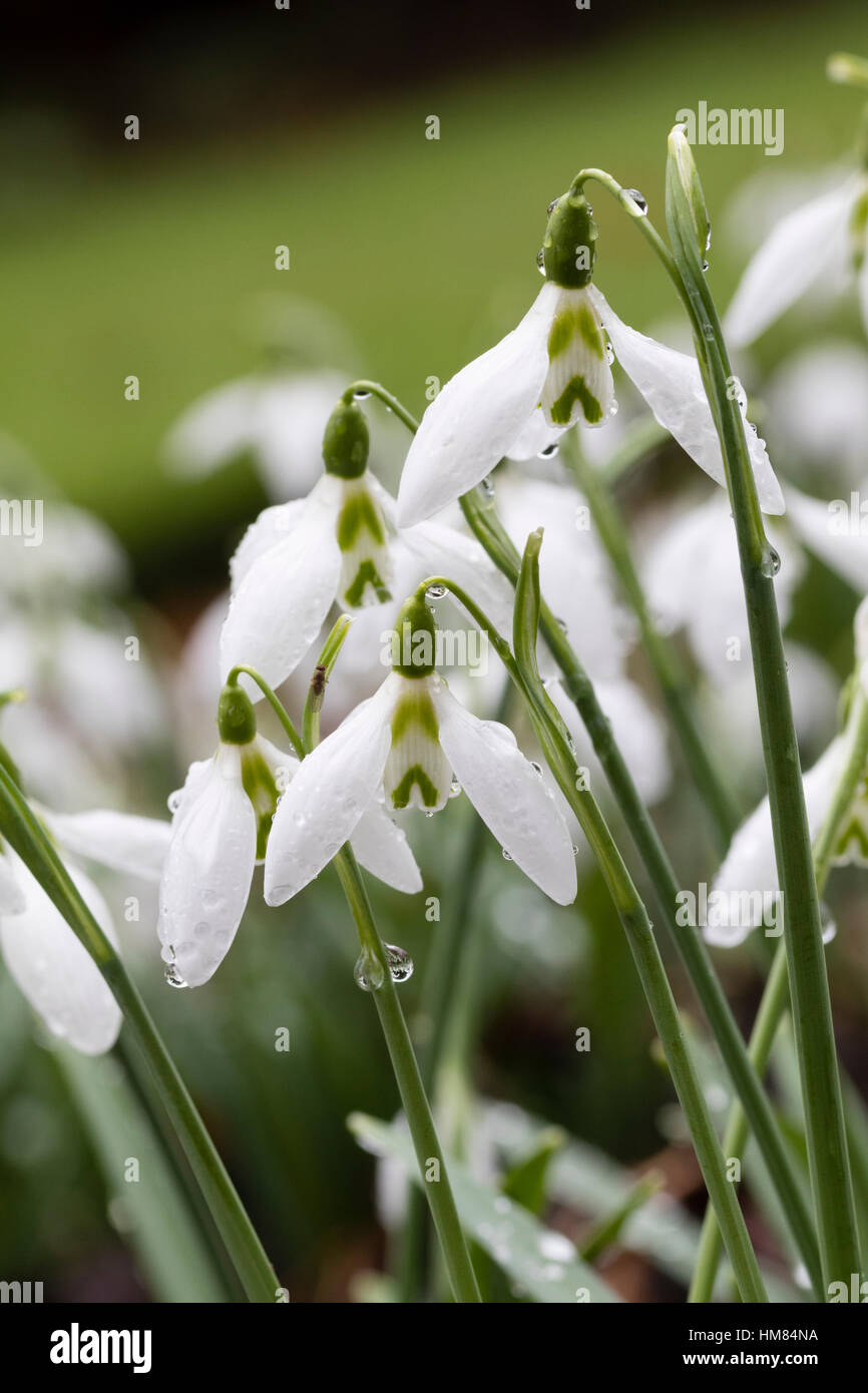 Display of the giant snowdrop, Galanthus elwesii 'Ivy Cottage Corporal ...