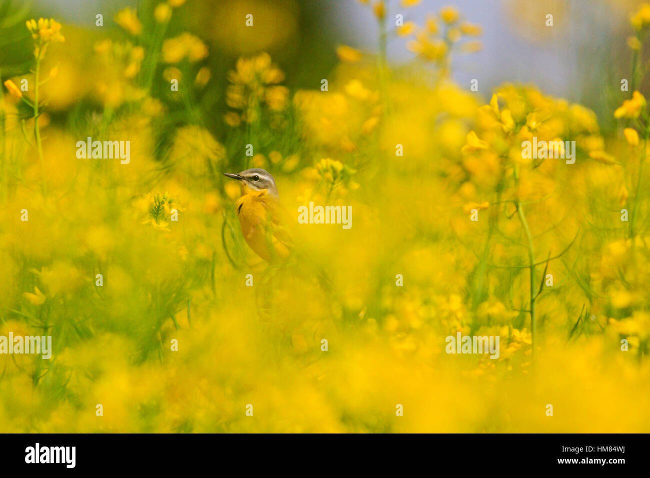 yellow bird of flowers Stock Photo - Alamy