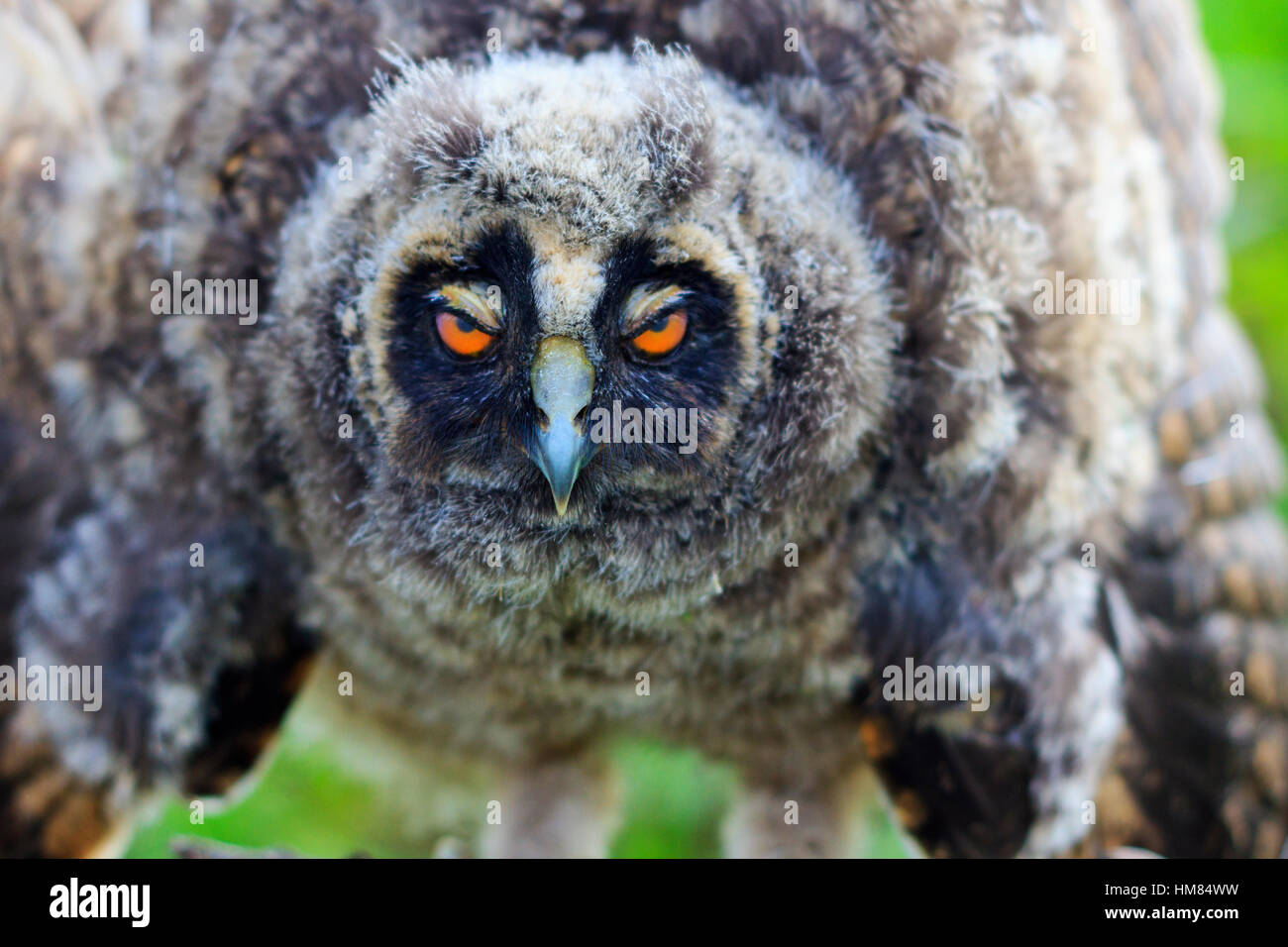 owl with sleepy eyes Stock Photo - Alamy