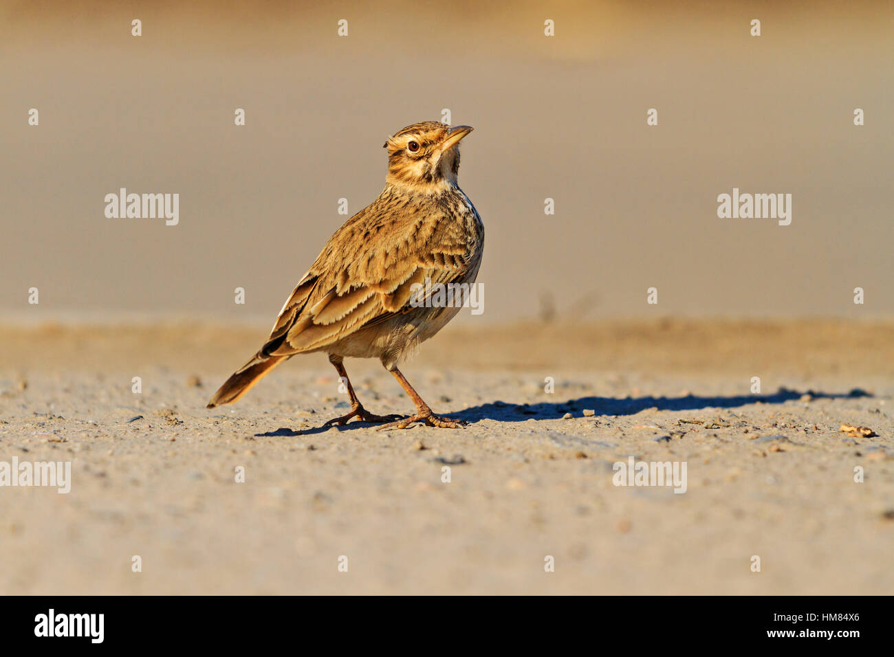 gray bird and a large shadow on the ground Stock Photo - Alamy