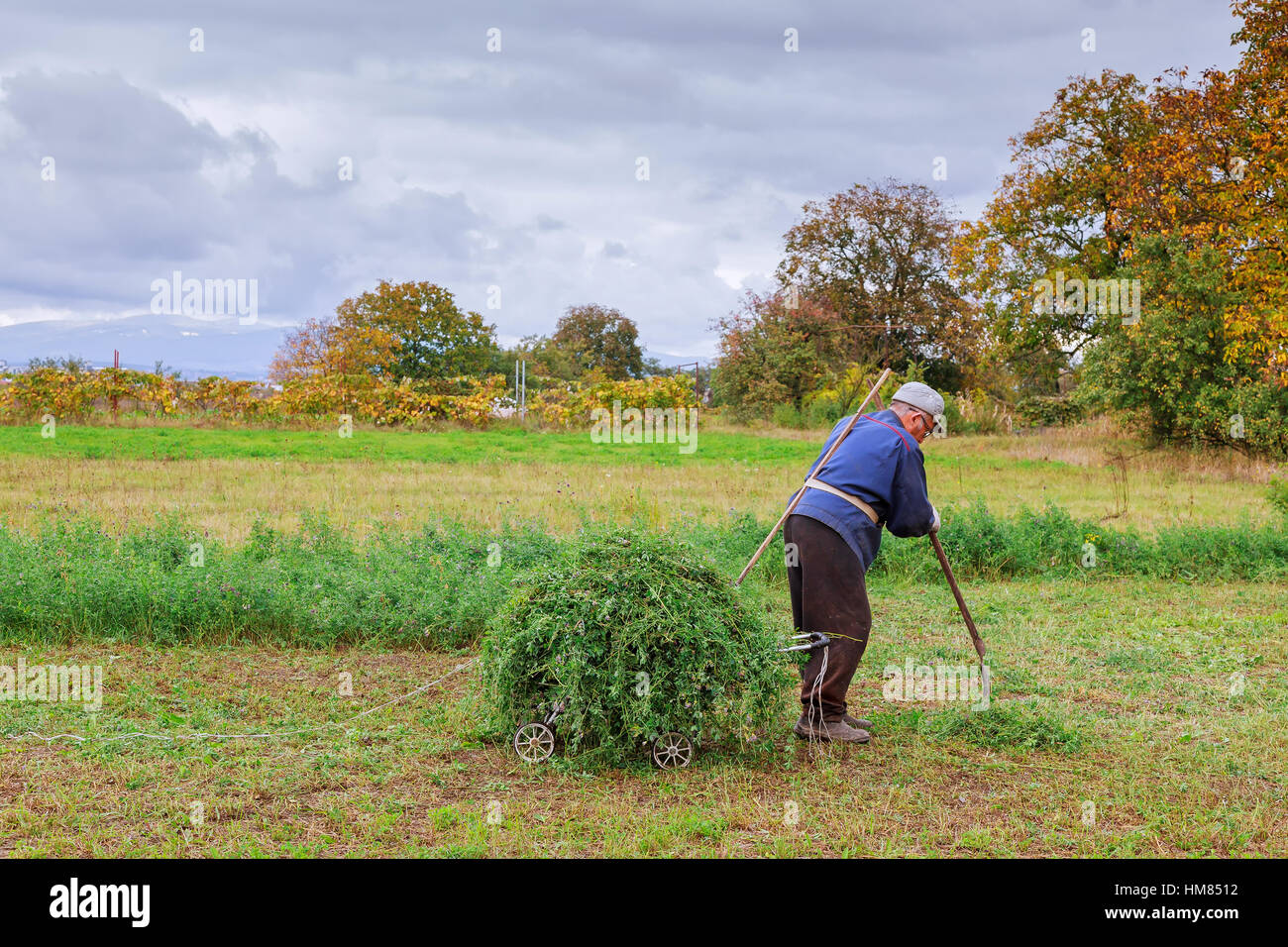 Old man mowing down grass with scythe farmer mows the grass Stock Photo ...