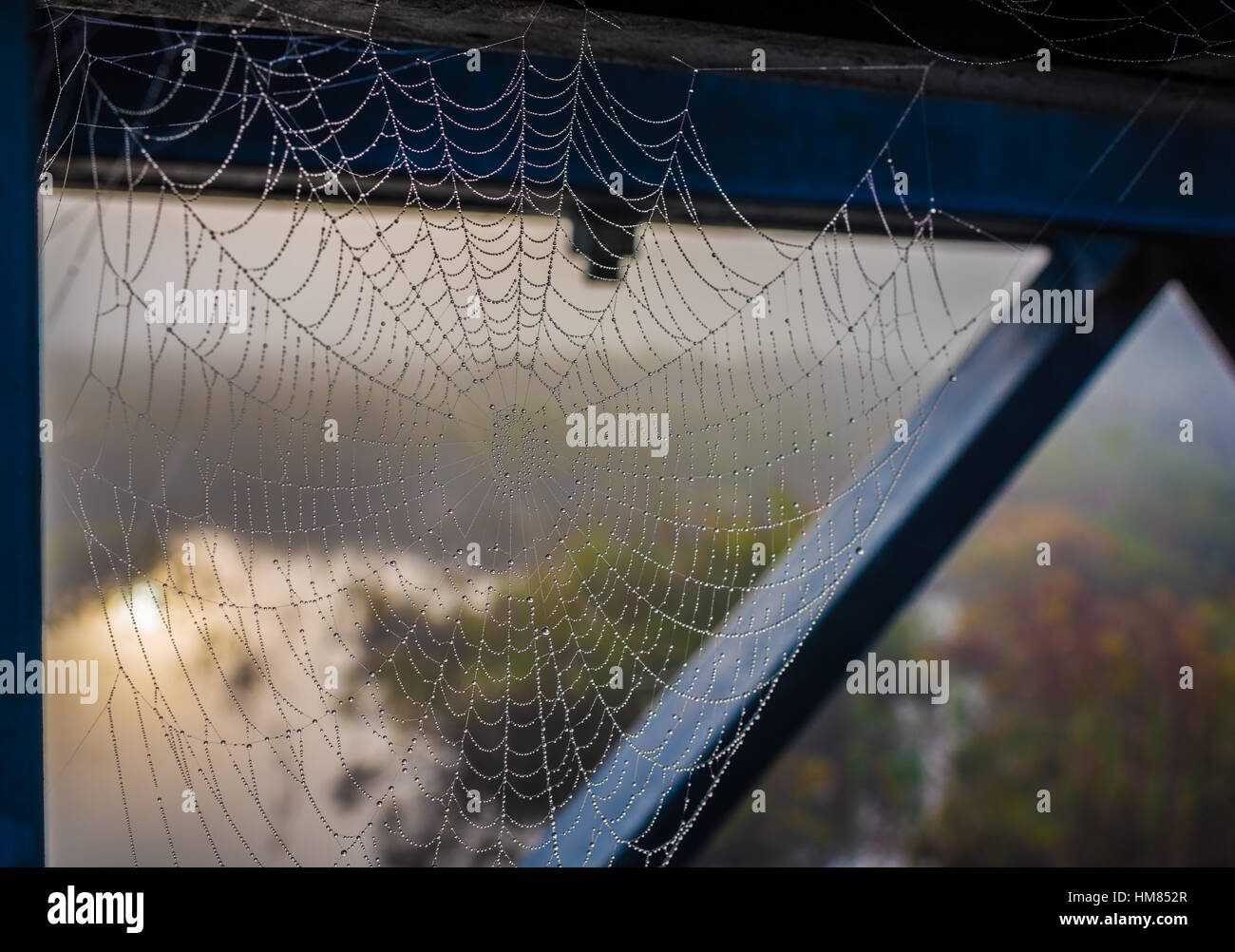 Spider web captures moisture from the air as droplets of water form ...