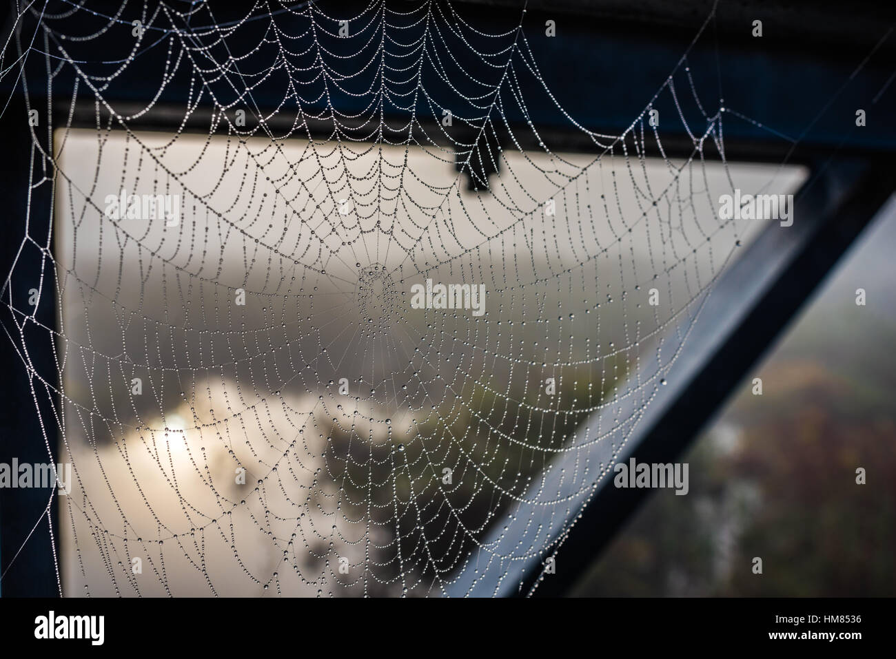 Spider web captures moisture from the air as droplets of water form ...