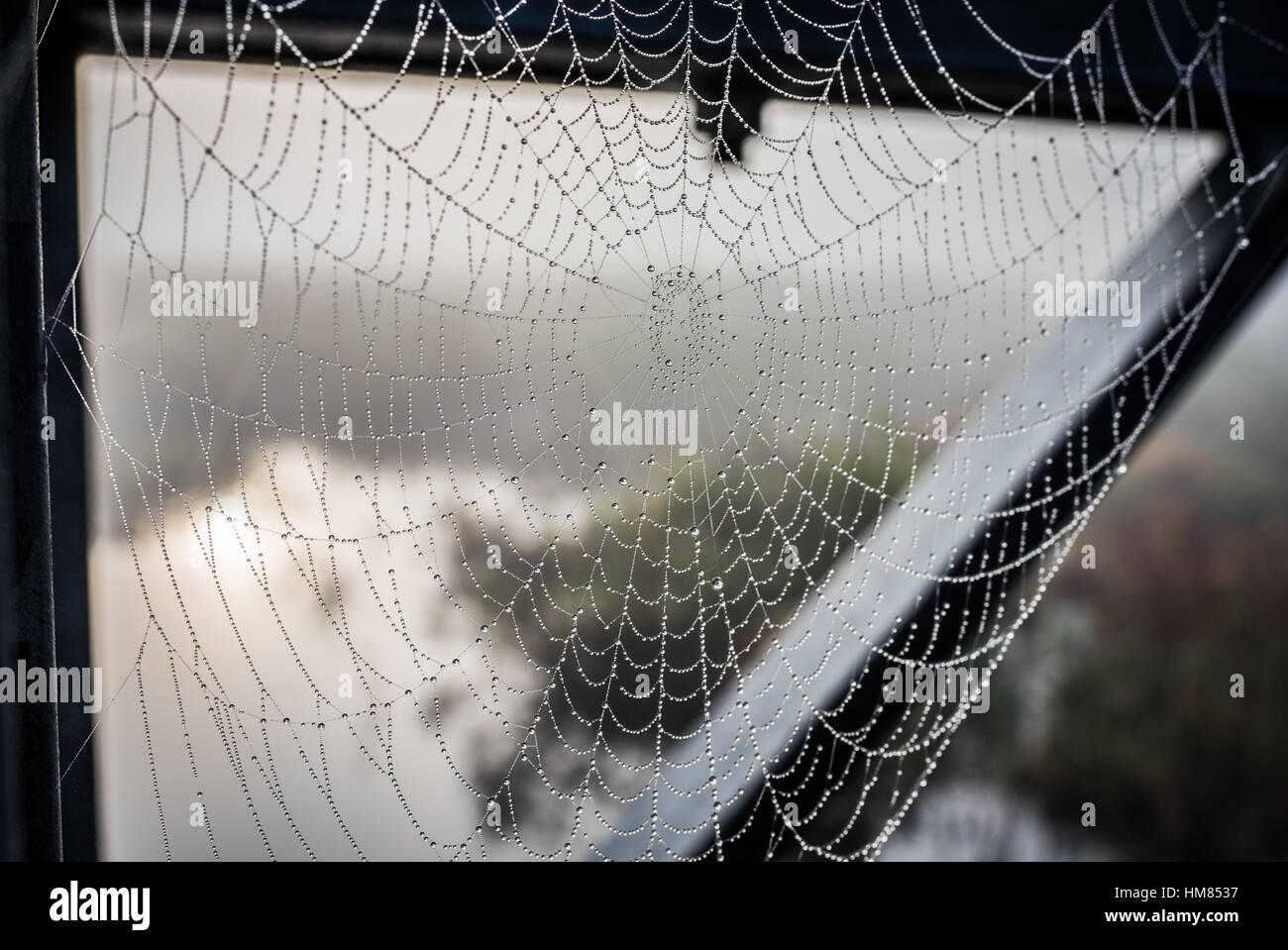 Spider web captures moisture hi-res stock photography and images - Alamy