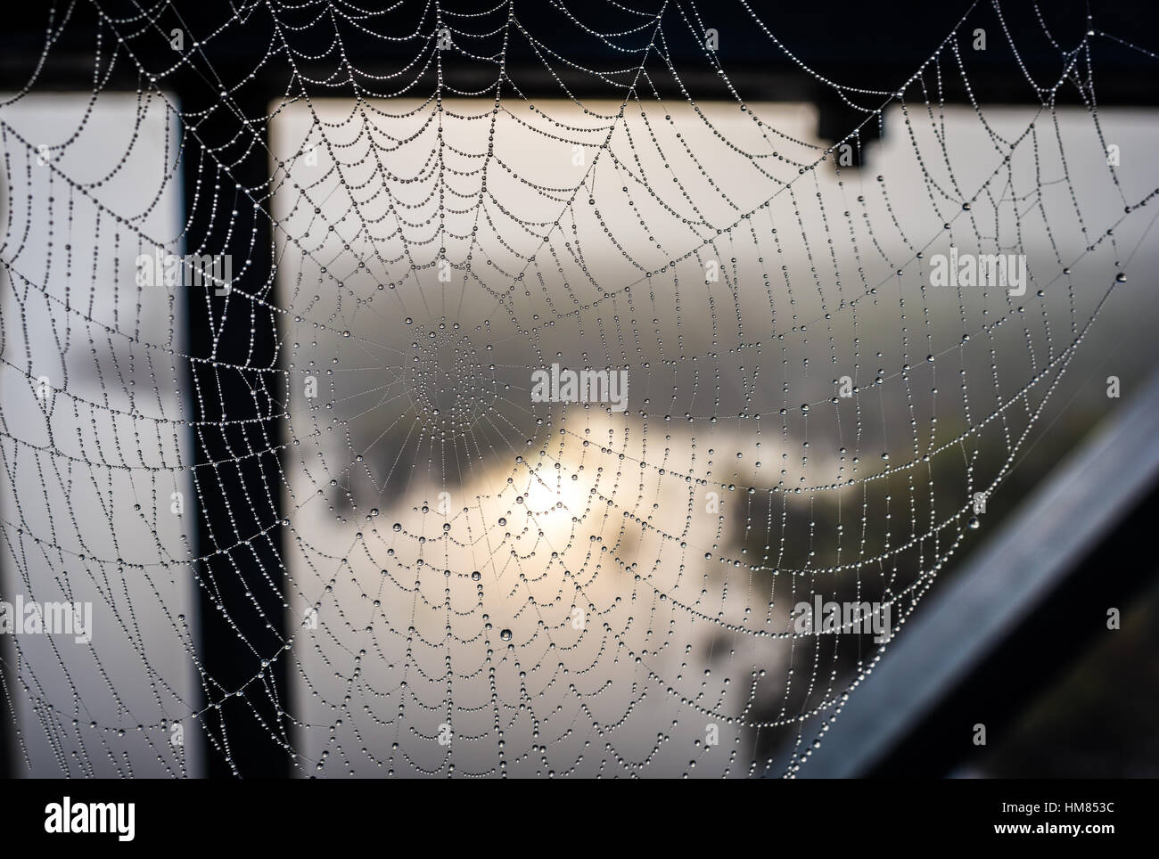 Spider web captures moisture from the air as droplets of water form ...
