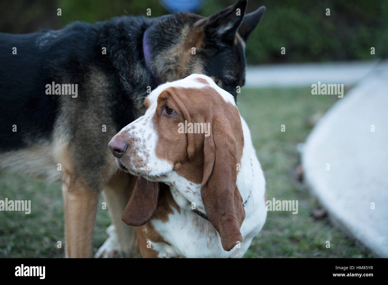Basset hound puppy play hi-res stock photography and images - Alamy