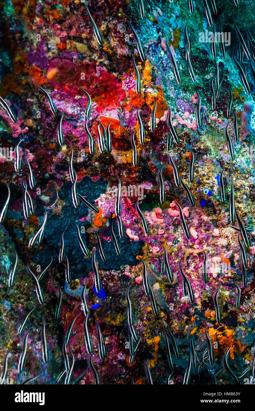 A shoal of Striped Catfish swimming along a colorful coral reef wall ...