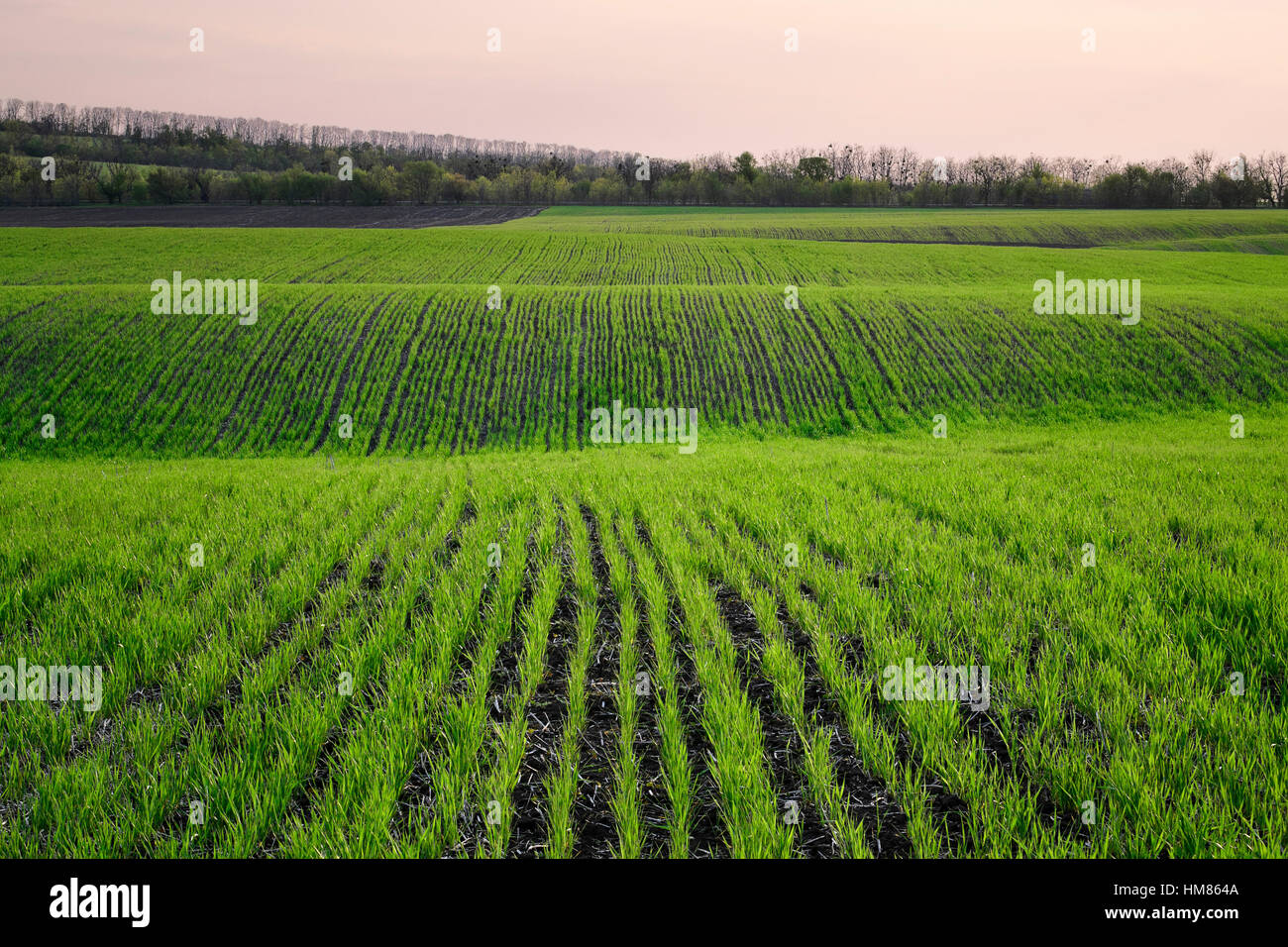 Ukraine, Dnepropetrovsk region, Novomoskovsk district, Plants growing ...