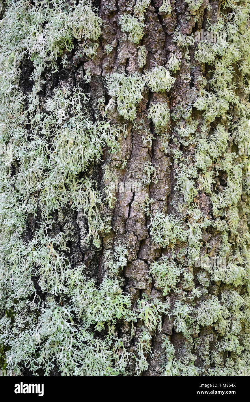 Tree trunk covered in moss Stock Photo - Alamy