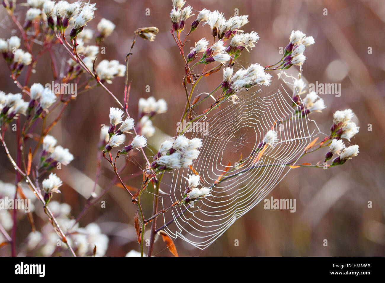 Spider web on pussy willow Stock Photo - Alamy