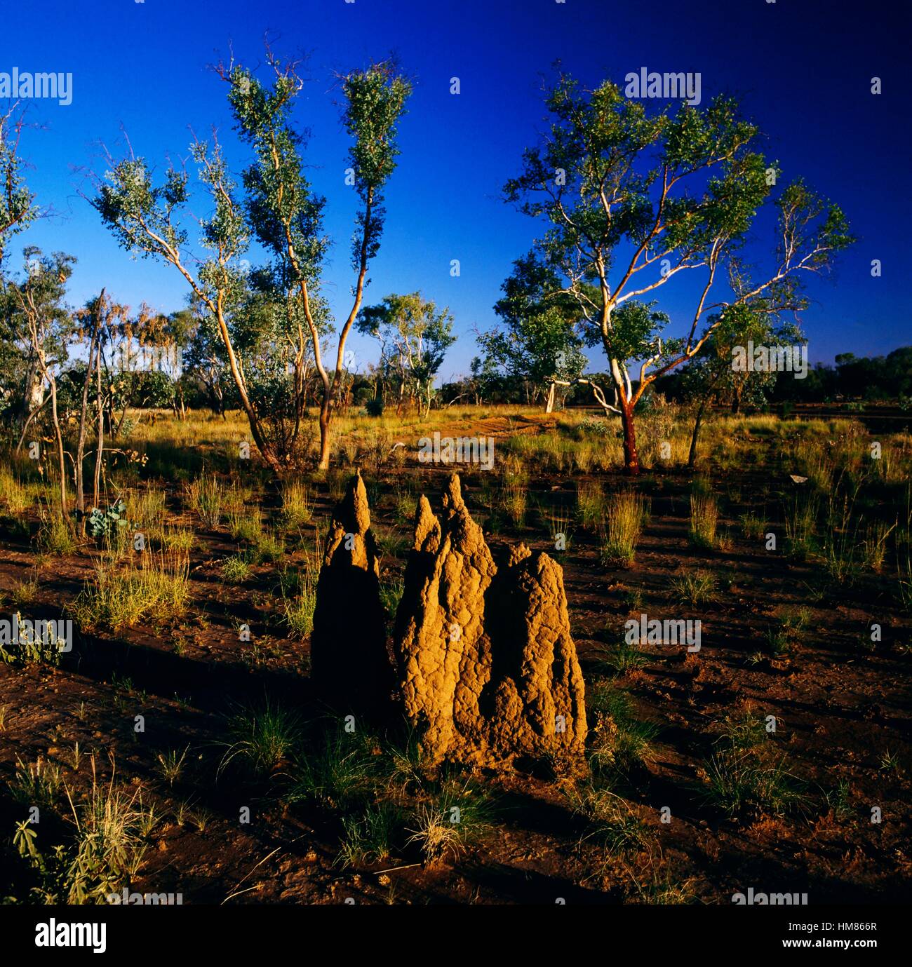 Termite mound between Mount Isa and Camooweal, Queensland, Australia ...