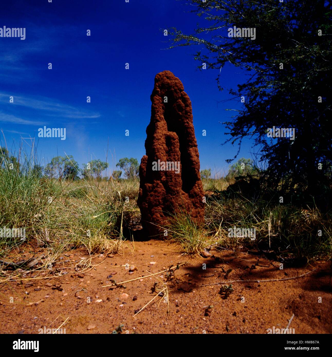 Red termite mound between Mount Isa and Camooweal, Queensland ...