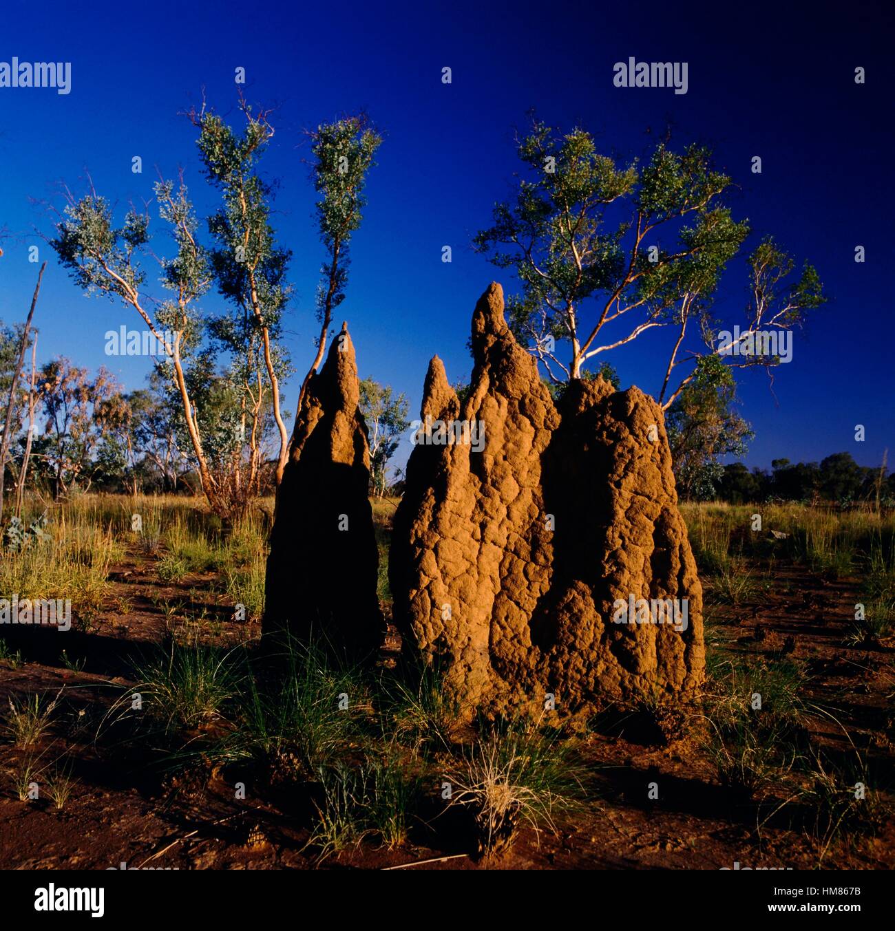Termite mount between Mount Isa and Camooweal, Queensland, Australia ...