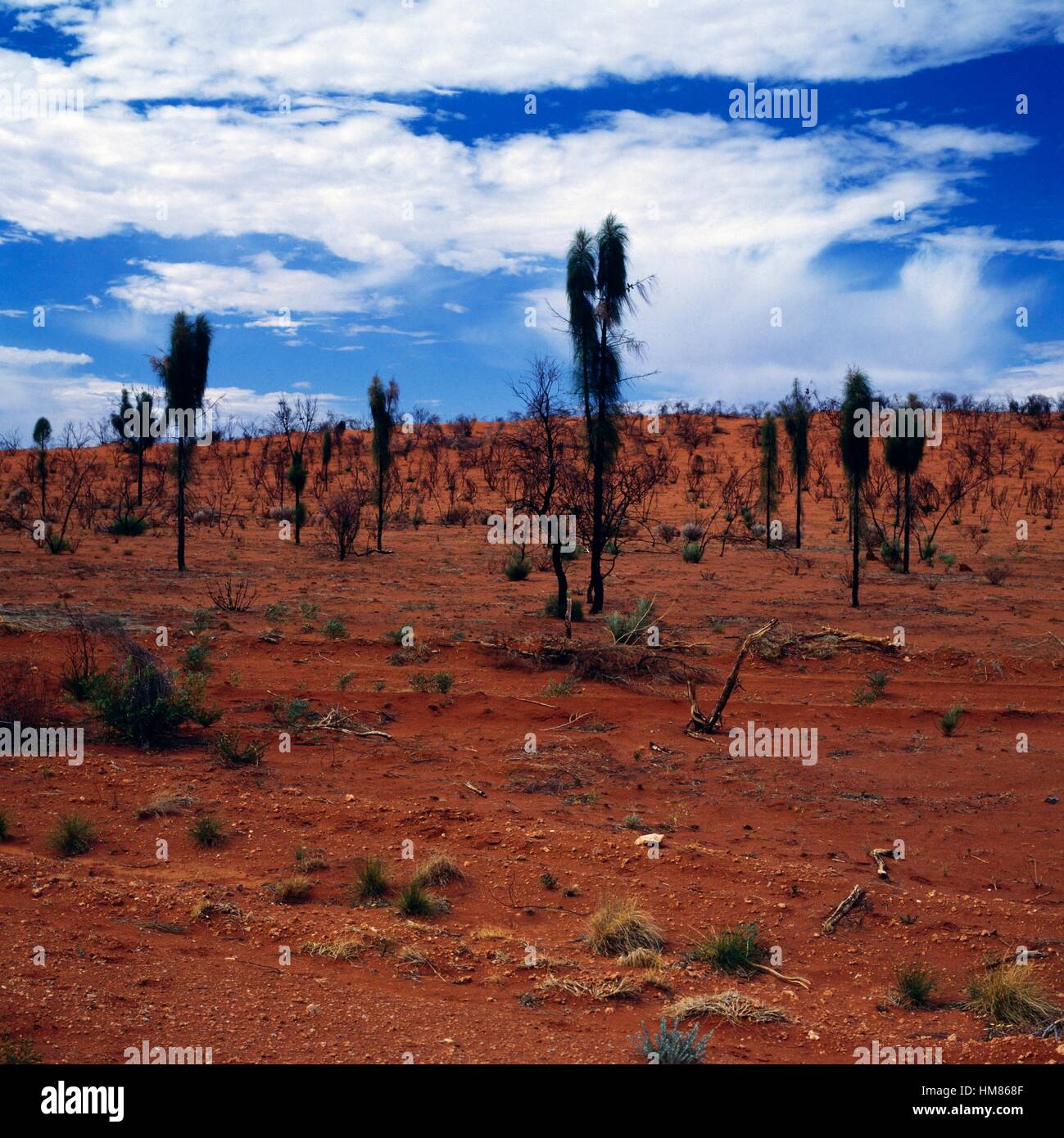 Semi-desert vegetation near Uluru-Kata Tjuta national park (UNESCO ...